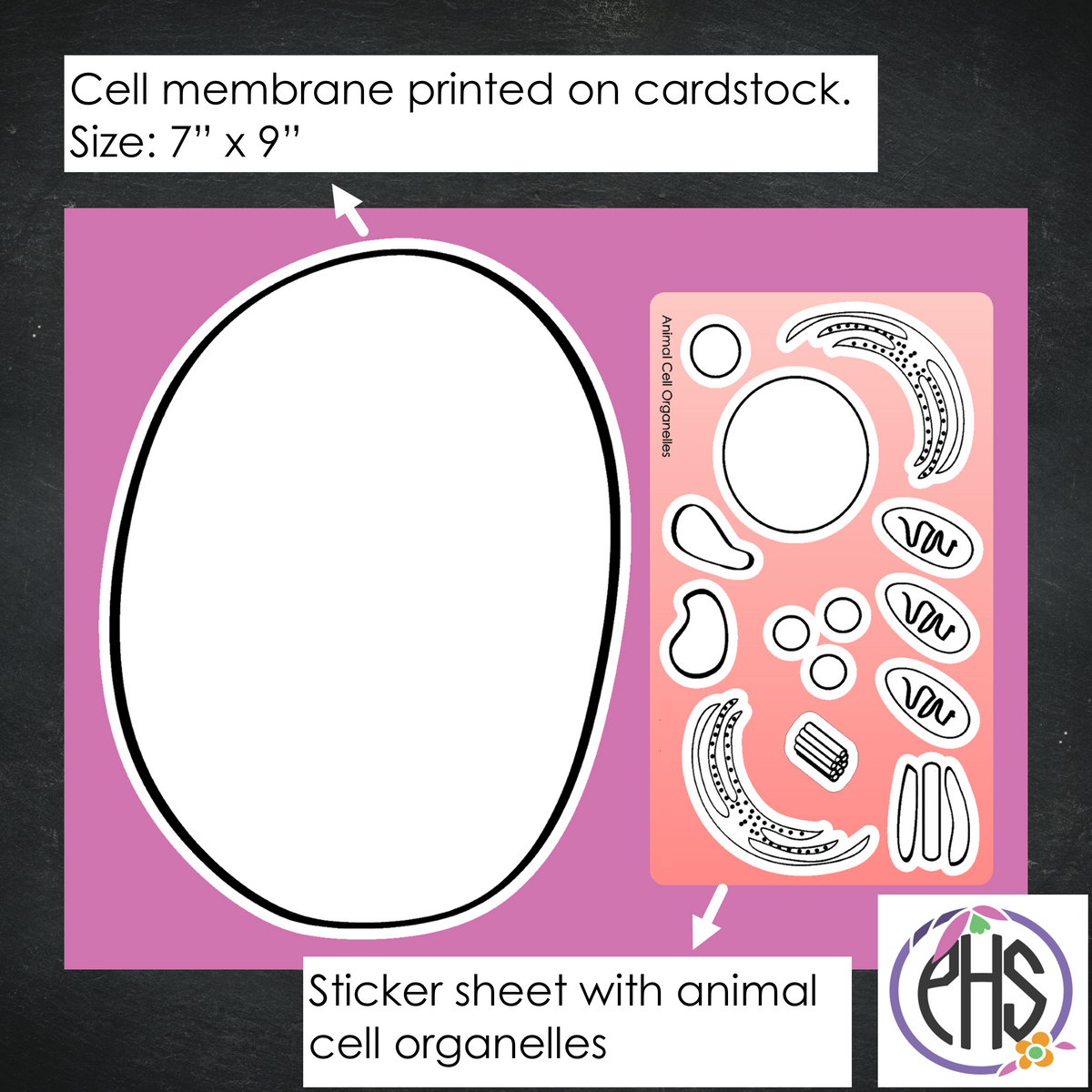 Build Your Animal Cell - Homeschool Biology Activity – Pretty Homeschool