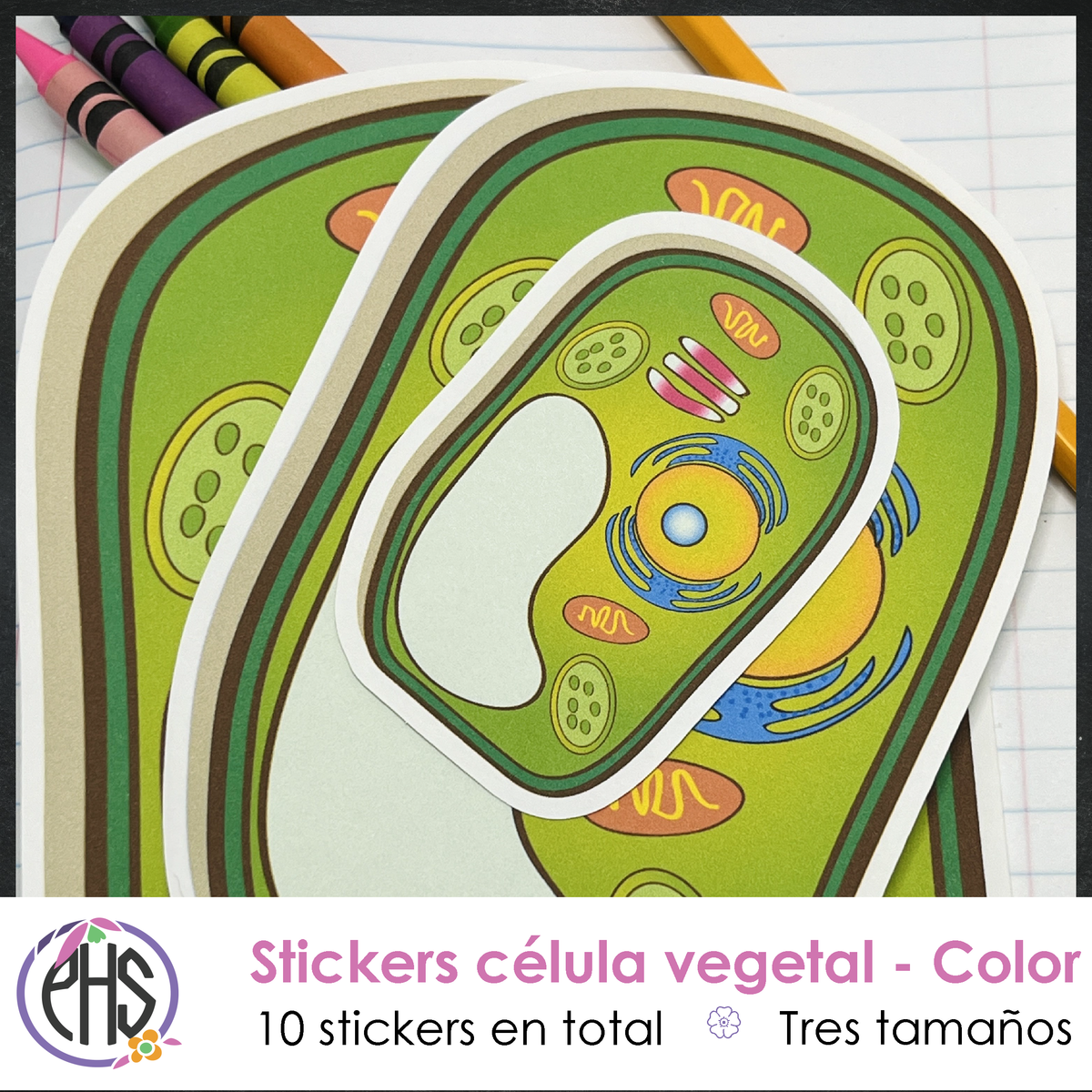 Stickers célula vegetal / Color – Pretty Homeschool